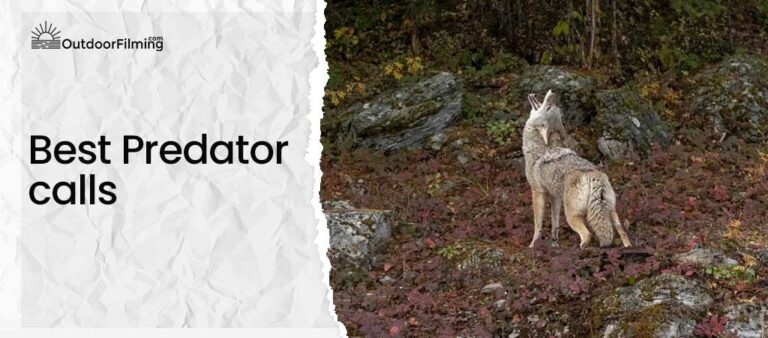 10 Best Predator calls in 2023 - Reviews and Buying Guide ...